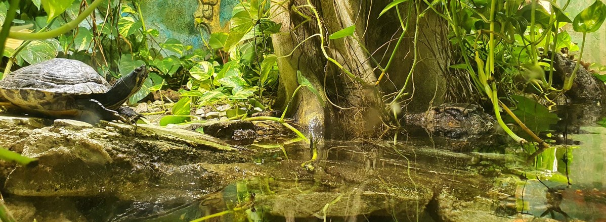 🇦🇹 Excursion tip: Salzburg Zoo - Hellbrunn Animal Park »Puch Magazin